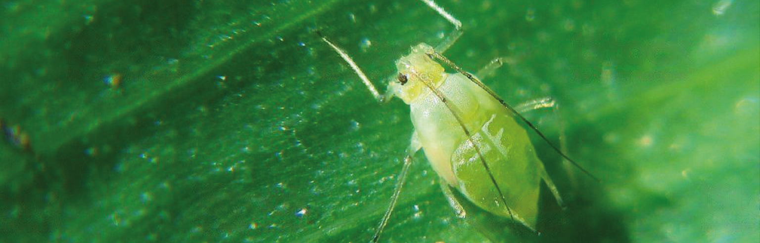 ¿QUÉ SON LOS ÁFIDOS? - Grupo Textiles