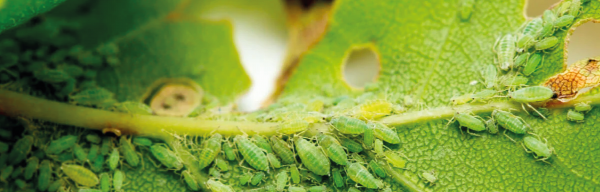 ¿QUÉ SON LOS ÁFIDOS? - Grupo Textiles