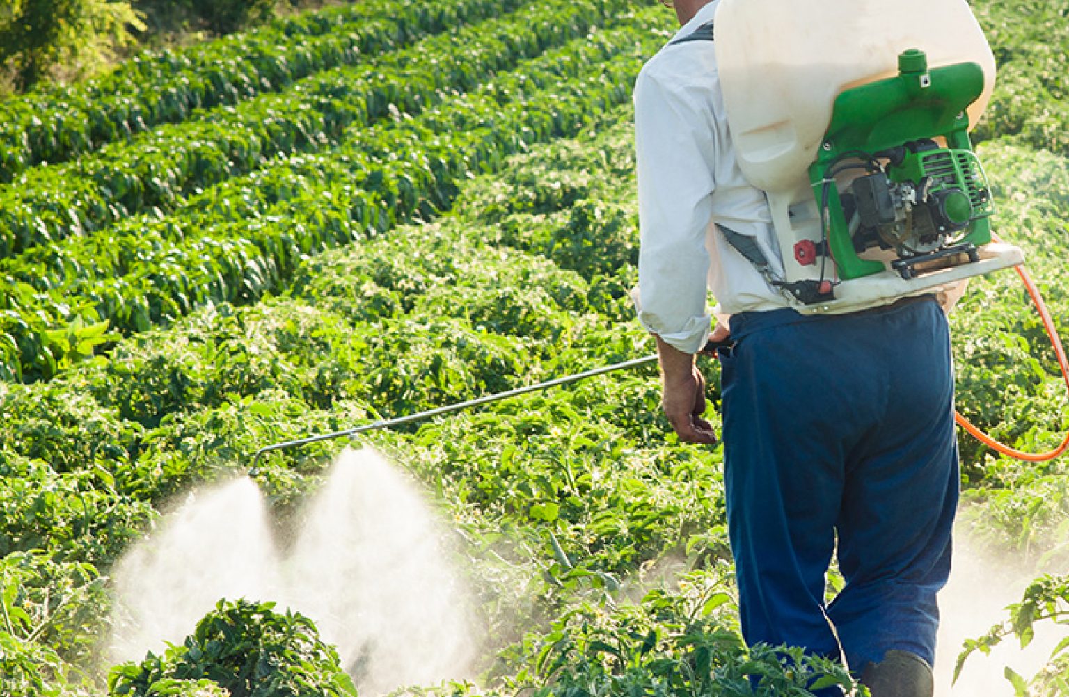 EL AZUFRE COMO DEFENSA CONTRA PLAGAS Y ENFERMEDADES - Grupo Textiles